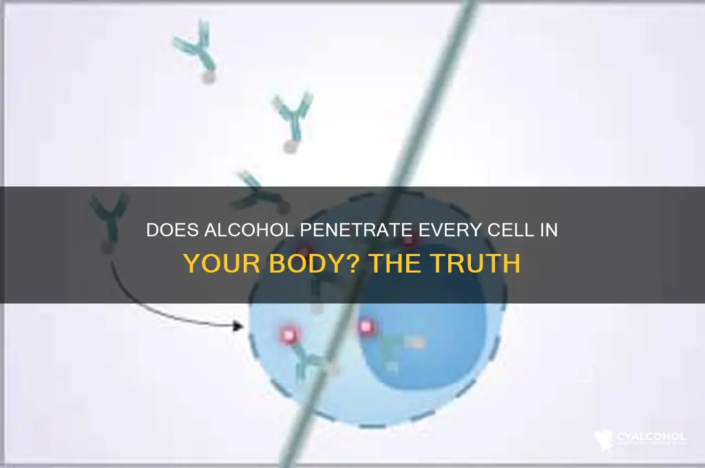 Does Alcohol Penetrate Every Cell In Your Body? The Truth | CyAlcohol