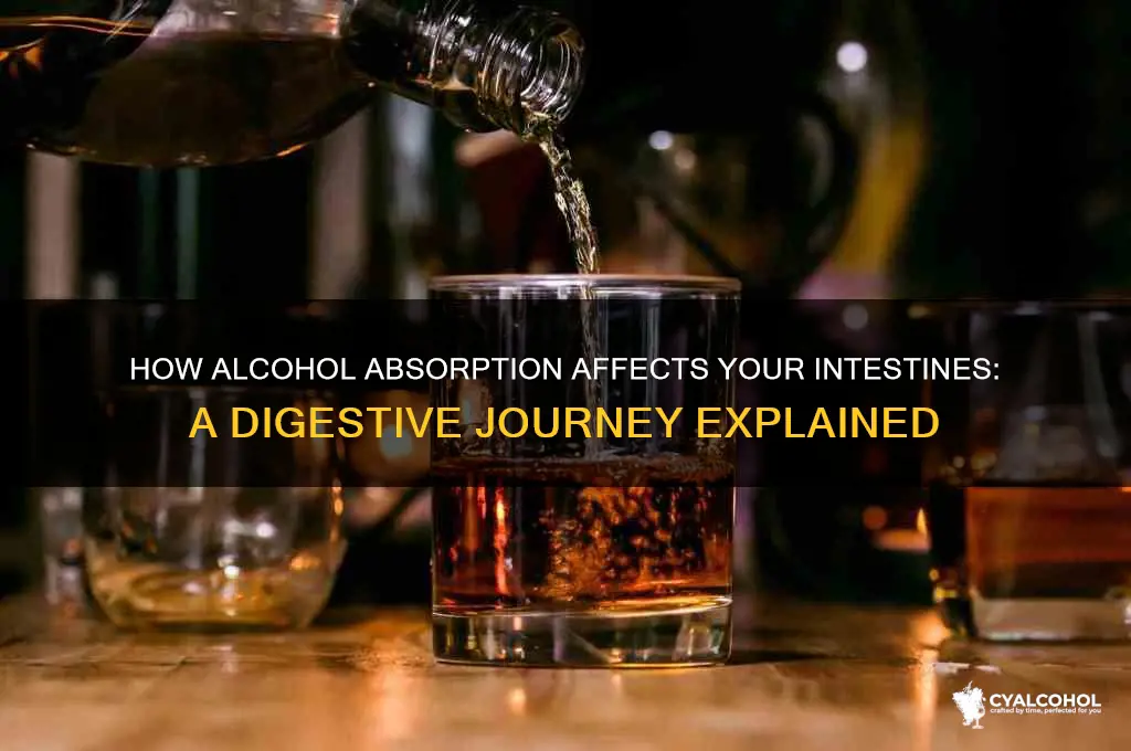How Alcohol Absorption Affects Your Intestines: A Digestive Journey ...