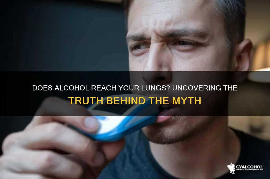 Does Alcohol Reach Your Lungs? Uncovering The Truth Behind The Myth ...