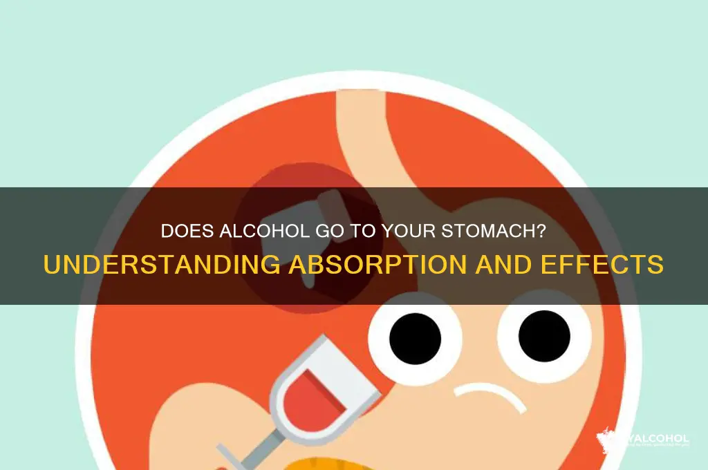 Does Alcohol Go To Your Stomach? Understanding Absorption And Effects ...