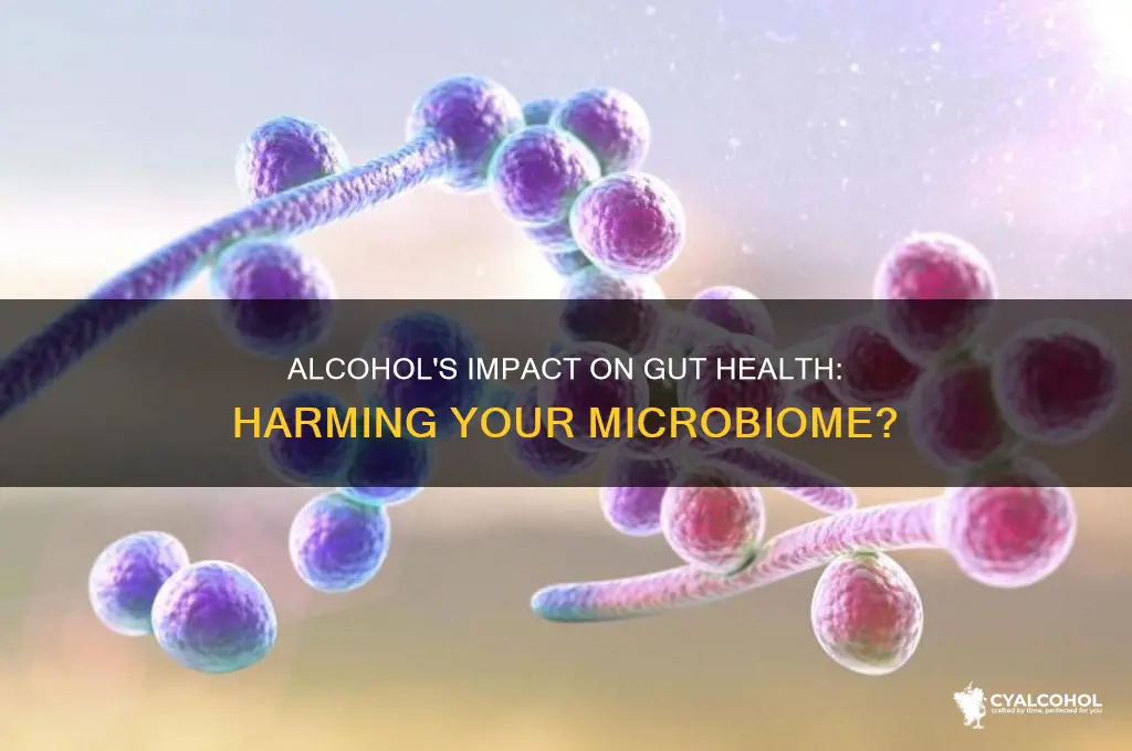 Alcohol's Impact On Gut Health: Harming Your Microbiome? | CyAlcohol