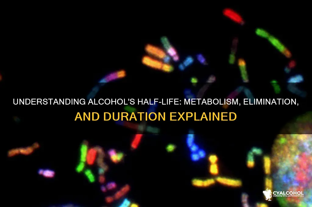 Understanding Alcohol's Half-Life: Metabolism, Elimination, And ...