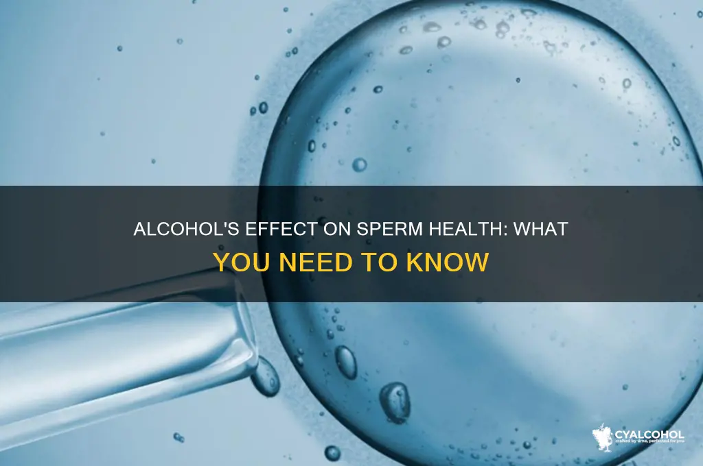 Alcohol's Effect On Sperm Health: What You Need To Know | CyAlcohol
