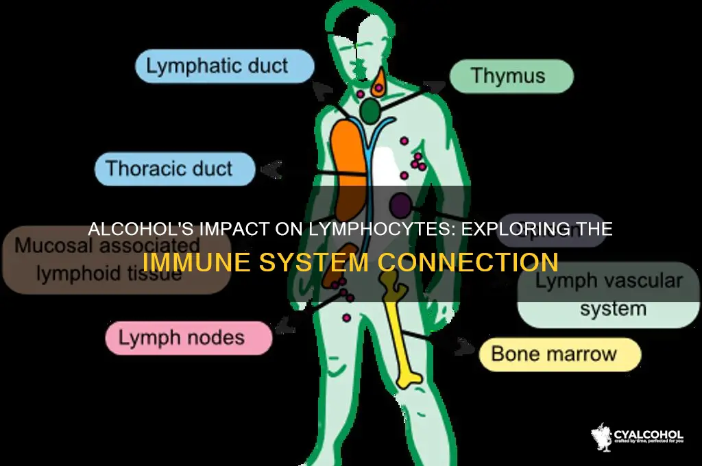 Alcohol's Impact On Lymphocytes: Exploring The Immune System Connection ...