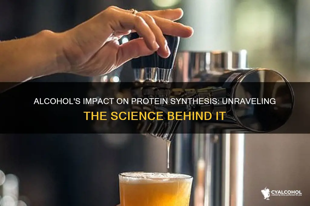 Alcohol's Impact On Protein Synthesis: Unraveling The Science Behind It ...