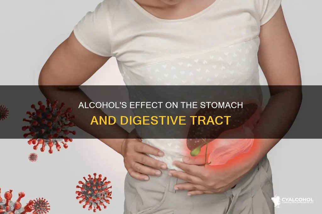 Alcohol's Effect On The Stomach And Digestive Tract | CyAlcohol