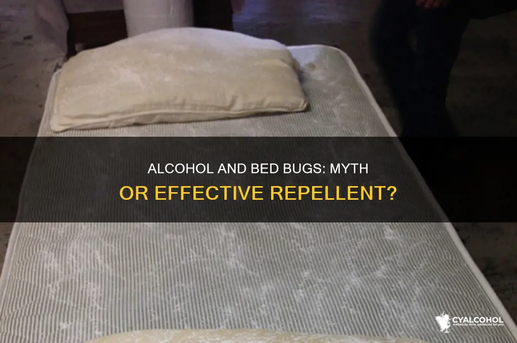 Alcohol And Bed Bugs: Myth Or Effective Repellent? | CyAlcohol