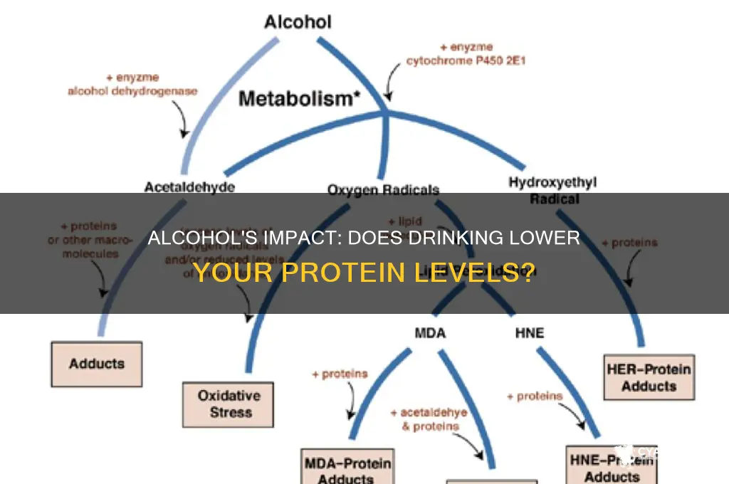 Alcohol's Impact: Does Drinking Lower Your Protein Levels? | CyAlcohol