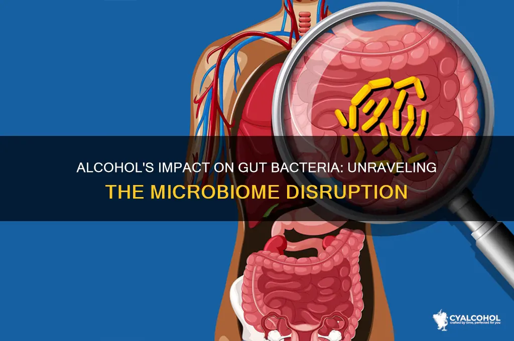 Alcohol's Impact On Gut Bacteria: Unraveling The Microbiome Disruption ...