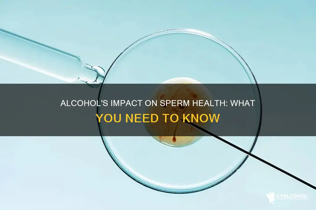 Alcohol's Impact On Sperm Health: What You Need To Know | CyAlcohol