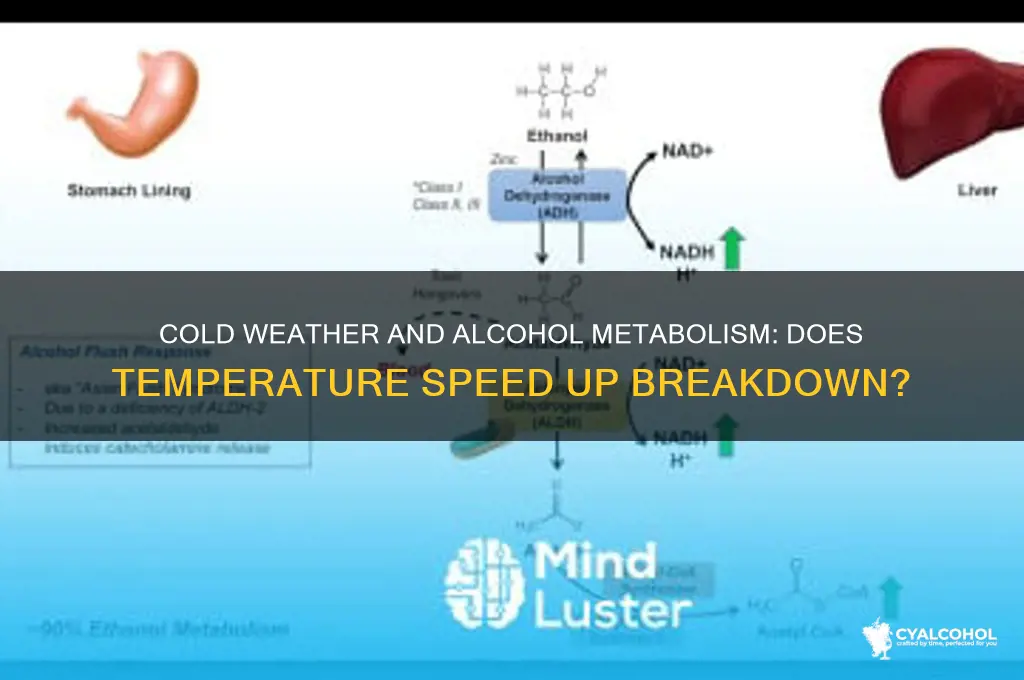 Cold Weather And Alcohol Metabolism: Does Temperature Speed Up ...