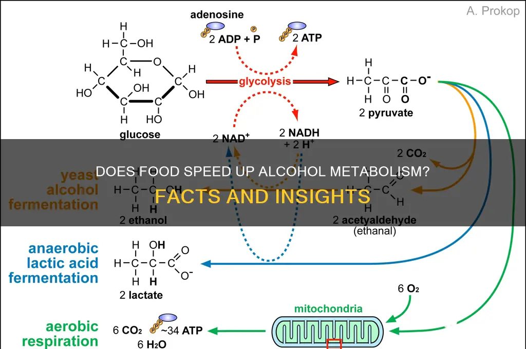 Does Food Speed Up Alcohol Metabolism? Facts And Insights | CyAlcohol