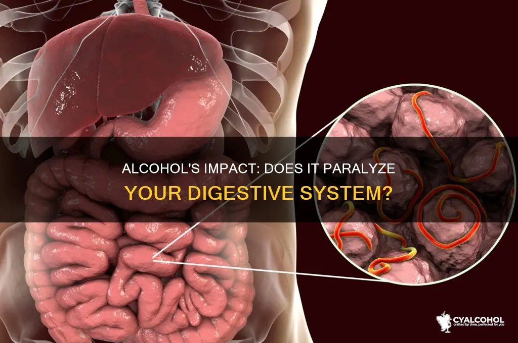 Alcohol's Impact: Does It Paralyze Your Digestive System? | CyAlcohol