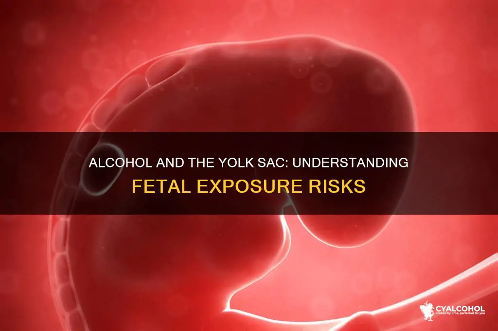 Alcohol And The Yolk Sac: Understanding Fetal Exposure Risks | CyAlcohol