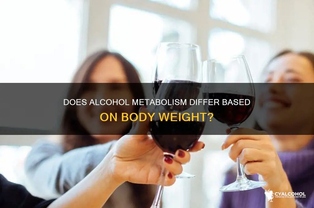 Does Alcohol Metabolism Differ Based On Body Weight? | CyAlcohol