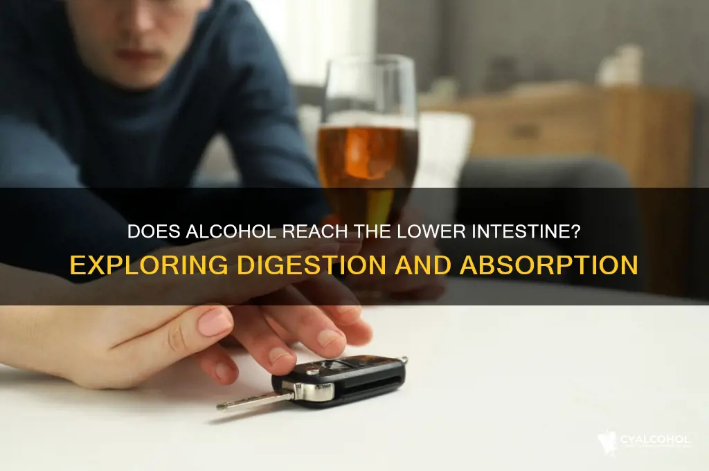Does Alcohol Reach The Lower Intestine? Exploring Digestion And ...