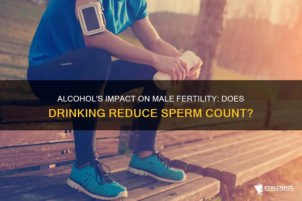 Alcohol's Impact On Male Fertility: Does Drinking Reduce Sperm Count ...