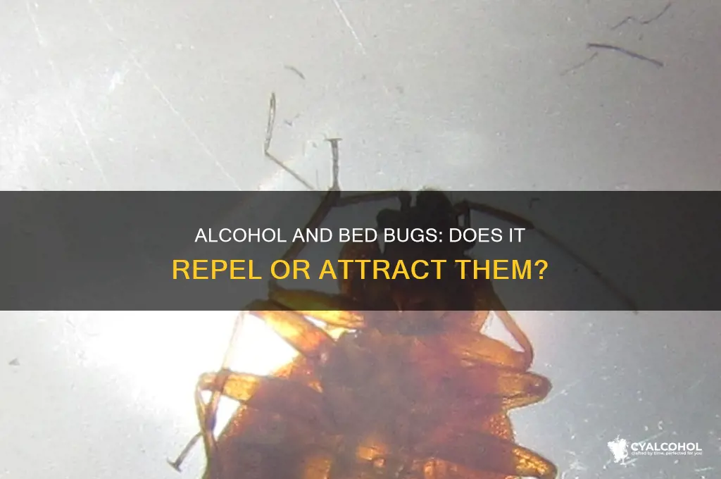 Alcohol And Bed Bugs: Does It Repel Or Attract Them? | CyAlcohol