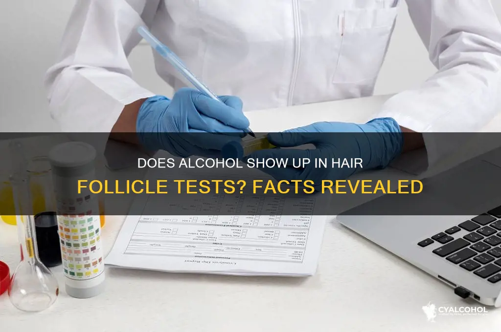 Does Alcohol Show Up In Hair Follicle Tests? Facts Revealed | CyAlcohol