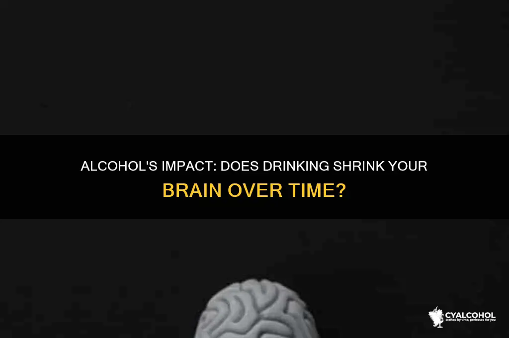 Alcohol's Impact: Does Drinking Shrink Your Brain Over Time? | CyAlcohol