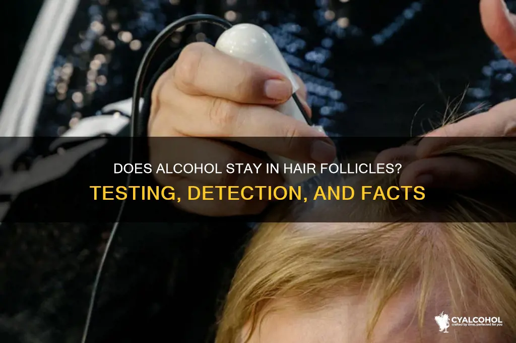 Does Alcohol Stay In Hair Follicles? Testing, Detection, And Facts ...