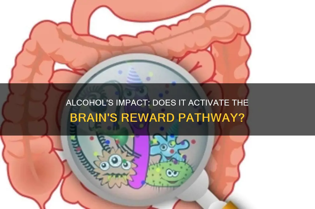 Alcohol's Impact: Does It Activate The Brain's Reward Pathway? | CyAlcohol