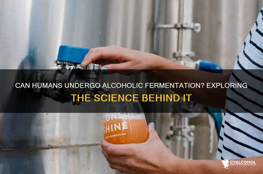 Can Humans Undergo Alcoholic Fermentation? Exploring The Science Behind ...