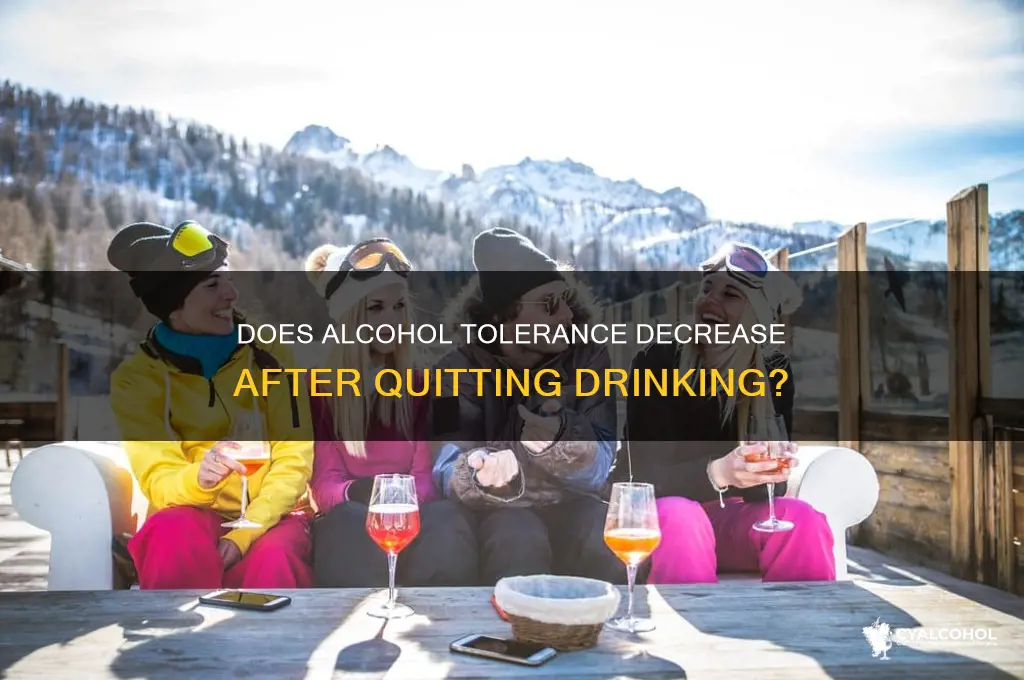 Does Alcohol Tolerance Decrease After Quitting Drinking? | CyAlcohol