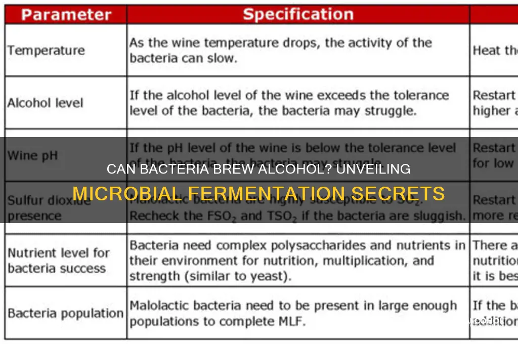 Can Bacteria Brew Alcohol? Unveiling Microbial Fermentation Secrets ...