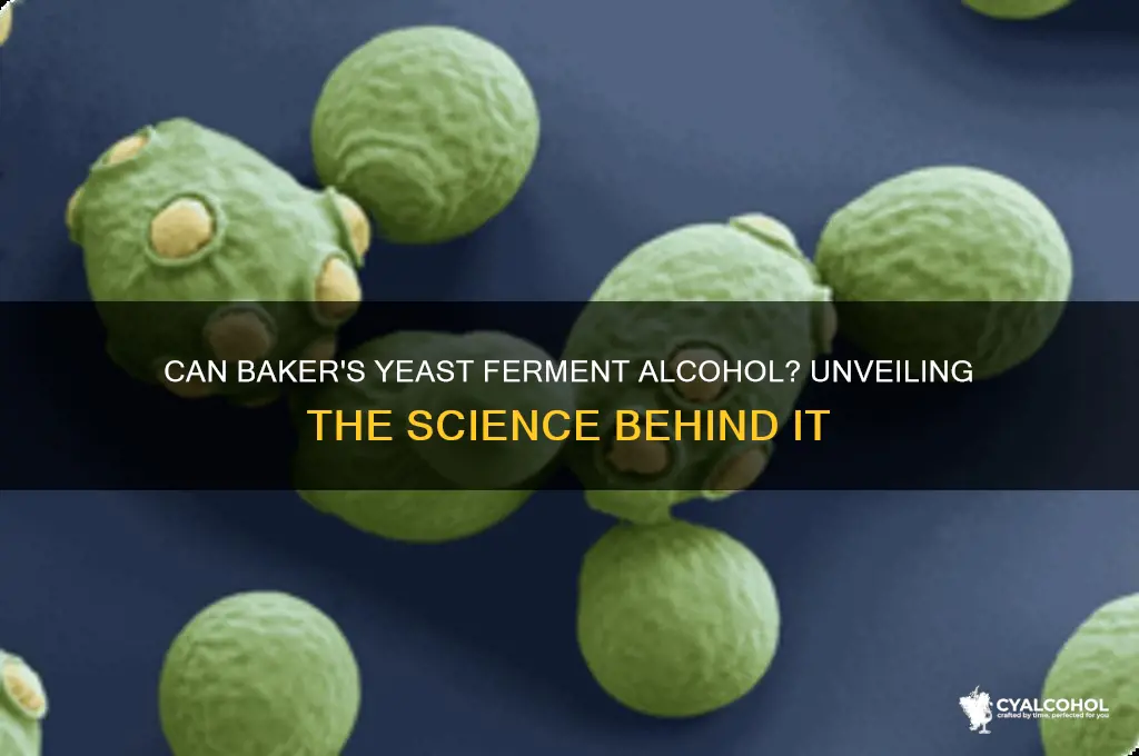 Can Baker's Yeast Ferment Alcohol? Unveiling The Science Behind It ...