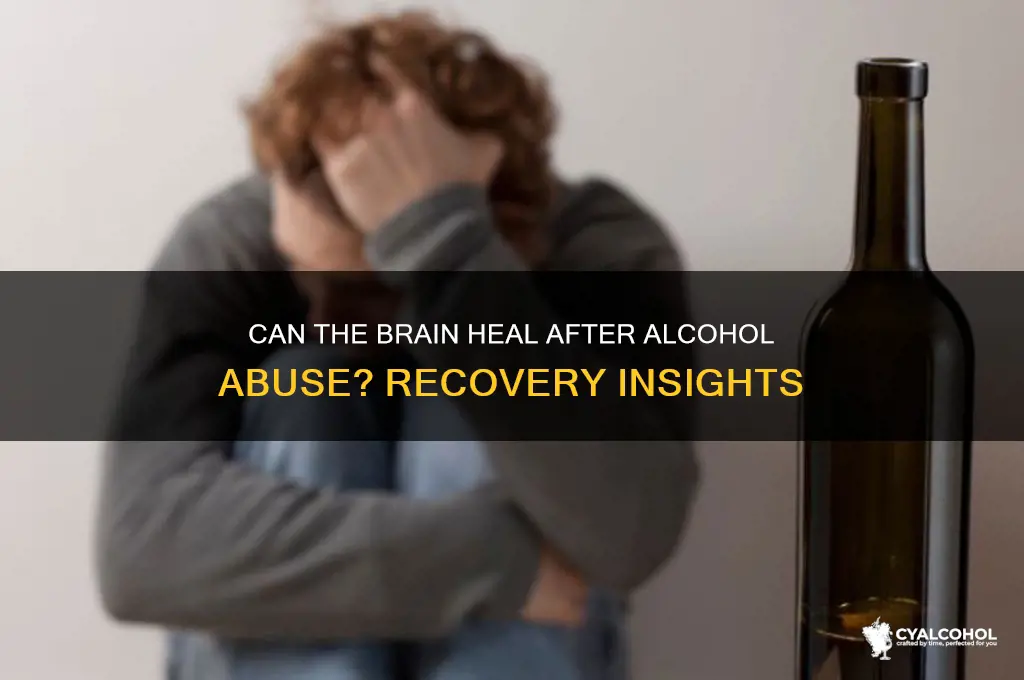 Can The Brain Heal After Alcohol Abuse? Recovery Insights | CyAlcohol