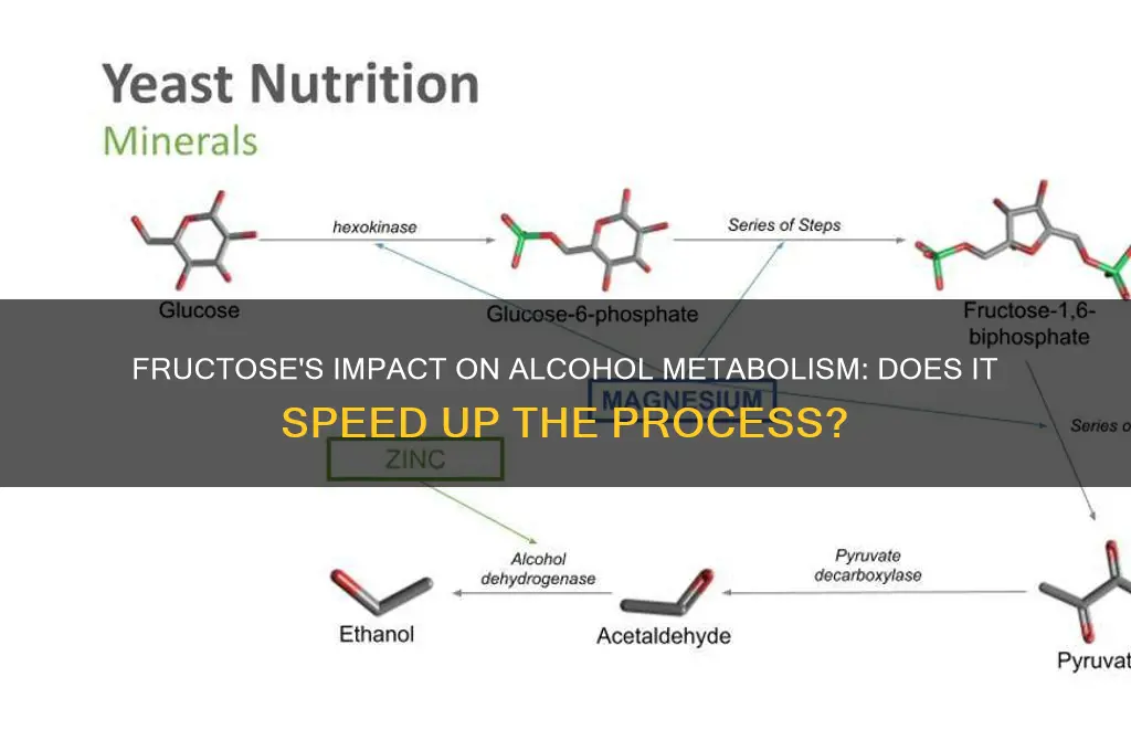 Fructose's Impact On Alcohol Metabolism: Does It Speed Up The Process ...