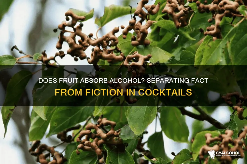 Does Fruit Absorb Alcohol? Separating Fact From Fiction In Cocktails ...