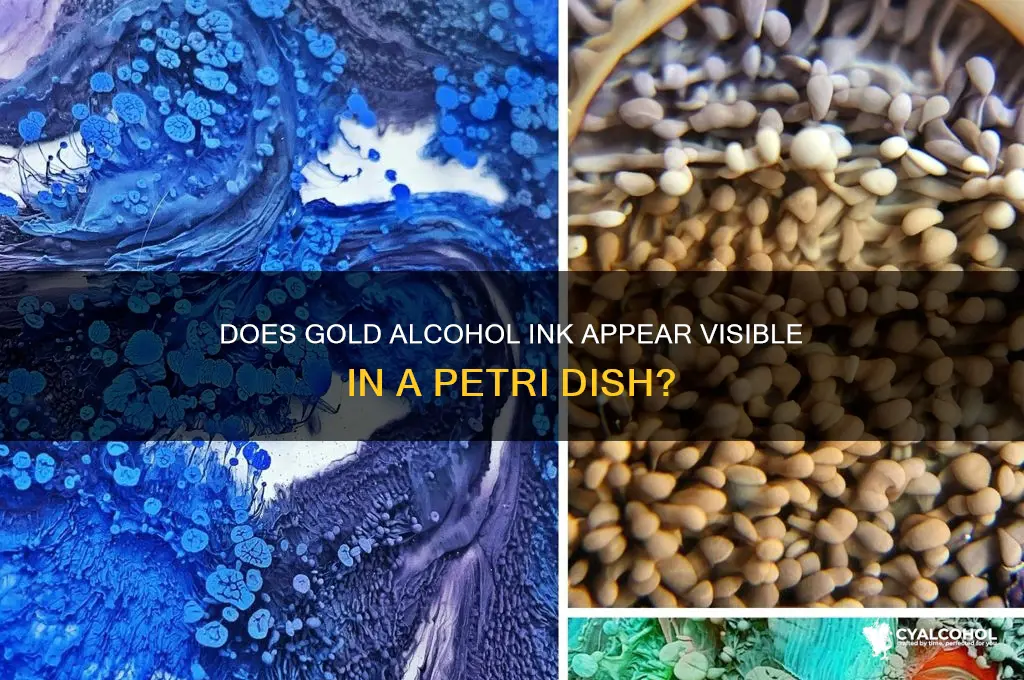 Does Gold Alcohol Ink Appear Visible In A Petri Dish? | CyAlcohol