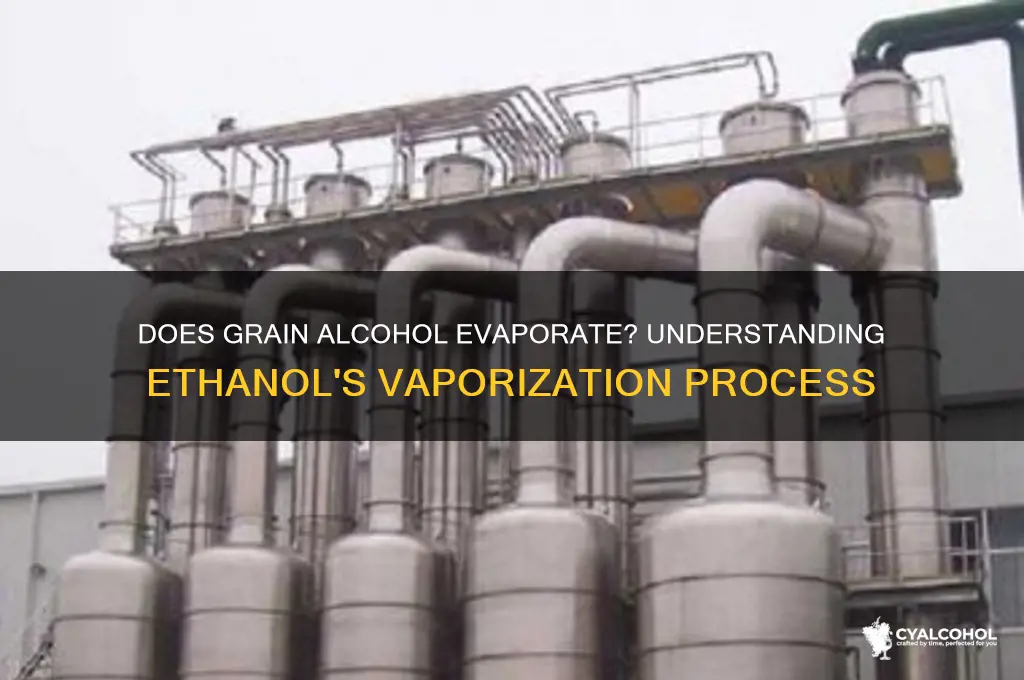 Does Grain Alcohol Evaporate? Understanding Ethanol's Vaporization ...