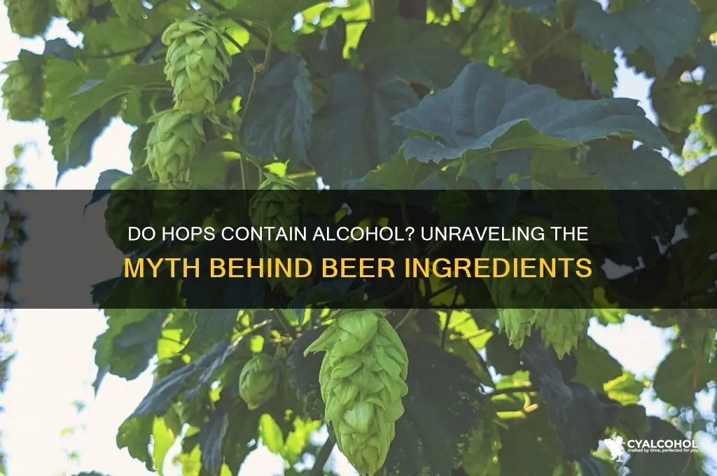 Do Hops Contain Alcohol? Unraveling The Myth Behind Beer Ingredients ...