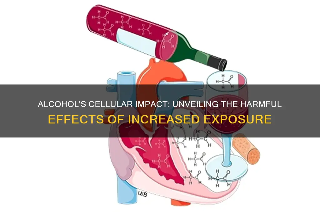 Alcohol's Cellular Impact: Unveiling The Harmful Effects Of Increased ...
