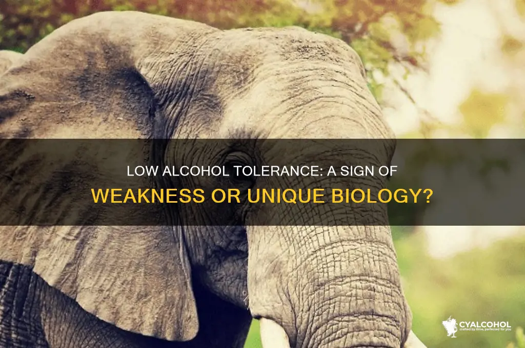 Low Alcohol Tolerance: A Sign Of Weakness Or Unique Biology? | CyAlcohol