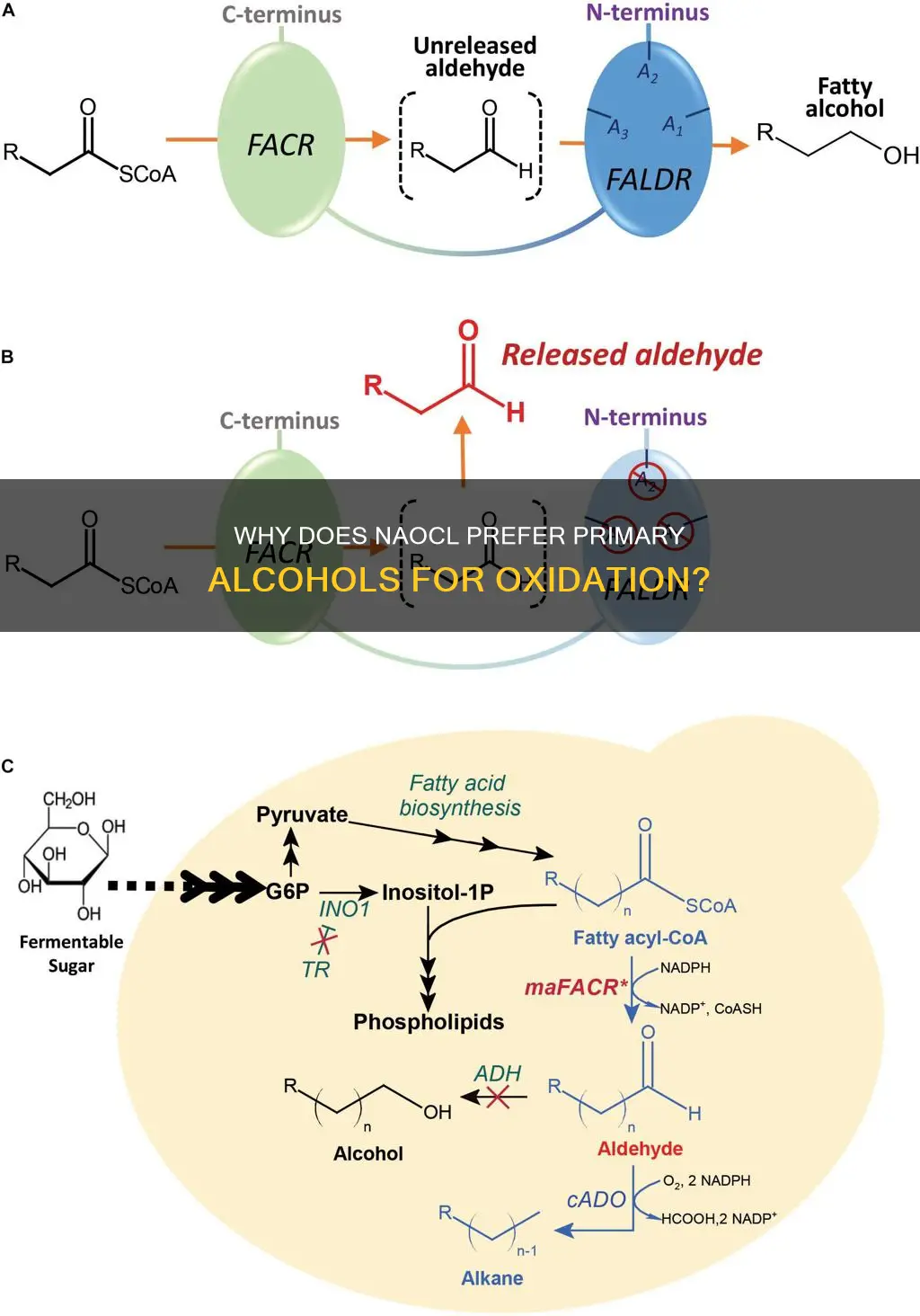 Why Does Naocl Prefer Primary Alcohols For Oxidation? | CyAlcohol