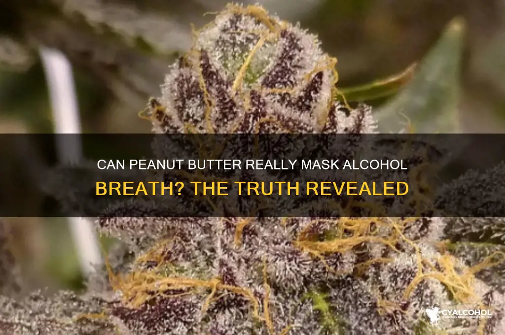 Can Peanut Butter Really Mask Alcohol Breath? The Truth Revealed ...