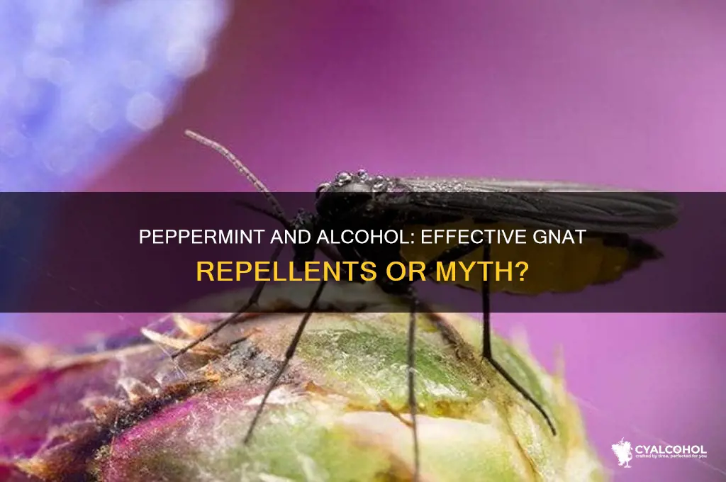 Peppermint And Alcohol: Effective Gnat Repellents Or Myth? | CyAlcohol
