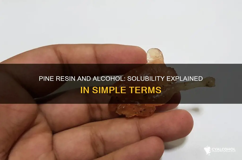 Pine Resin And Alcohol: Solubility Explained In Simple Terms | CyAlcohol