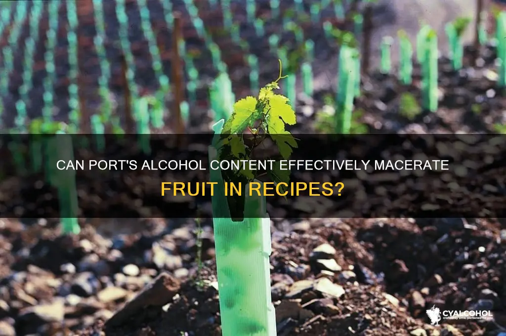Can Port's Alcohol Content Effectively Macerate Fruit In Recipes ...