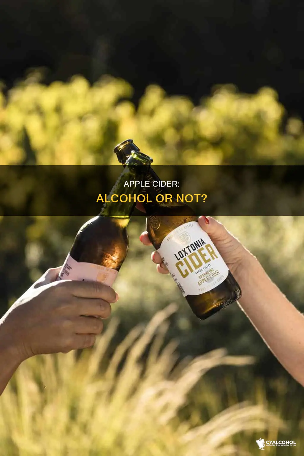 Apple Cider: Alcohol Or Not? | CyAlcohol