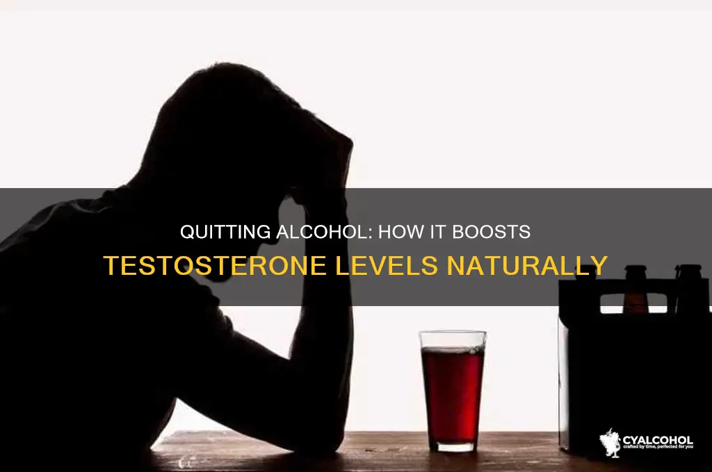 Quitting Alcohol: How It Boosts Testosterone Levels Naturally | CyAlcohol