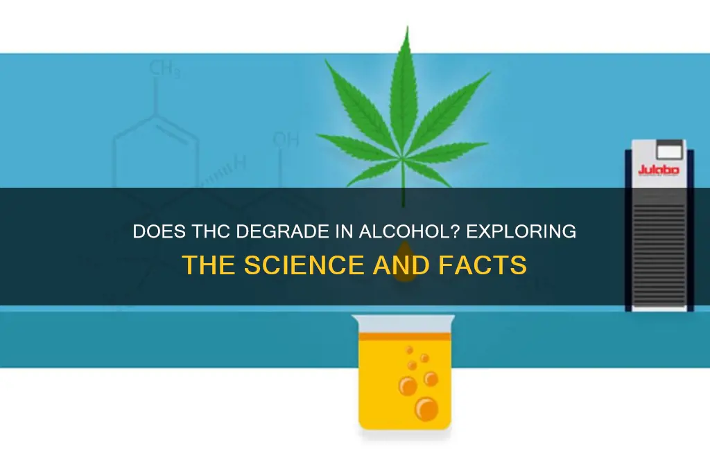 Does Thc Degrade In Alcohol? Exploring The Science And Facts | CyAlcohol