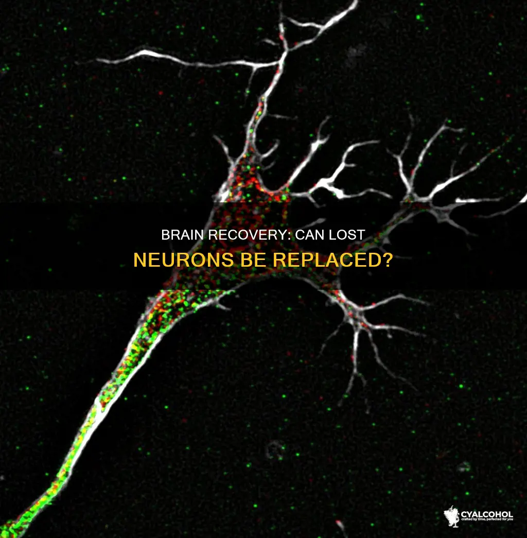 Brain Recovery: Can Lost Neurons Be Replaced? | CyAlcohol