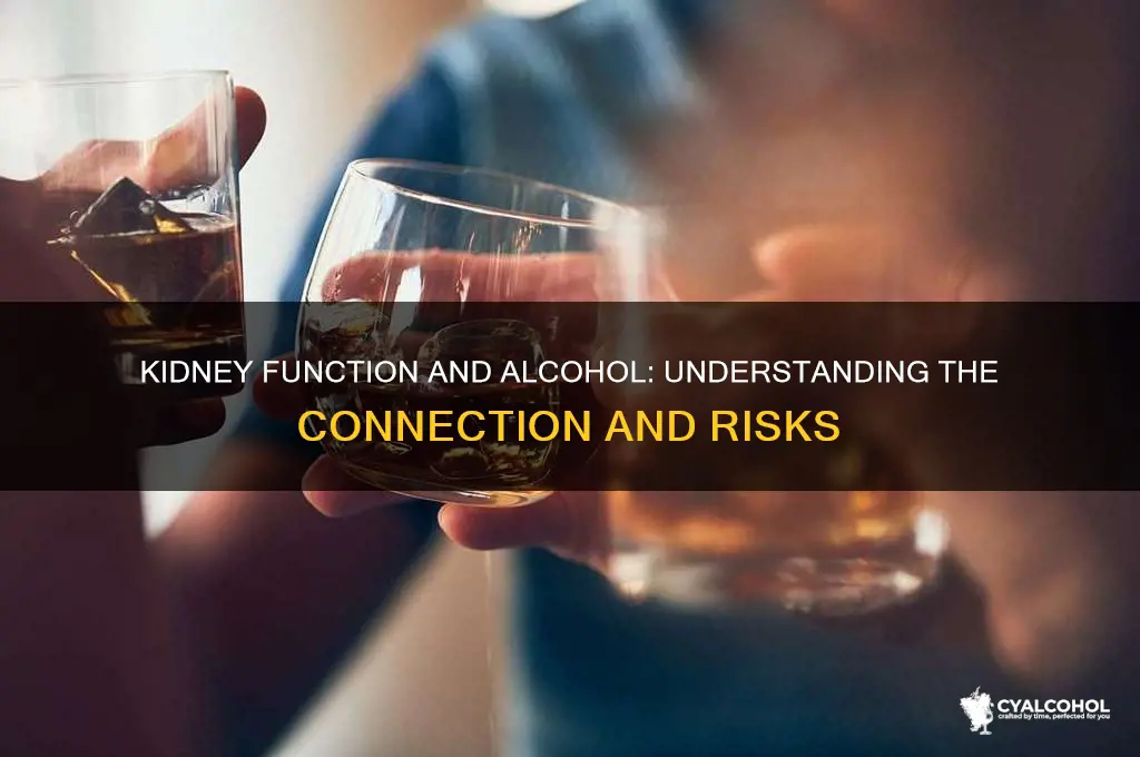 Kidney Function And Alcohol: Understanding The Connection And Risks ...