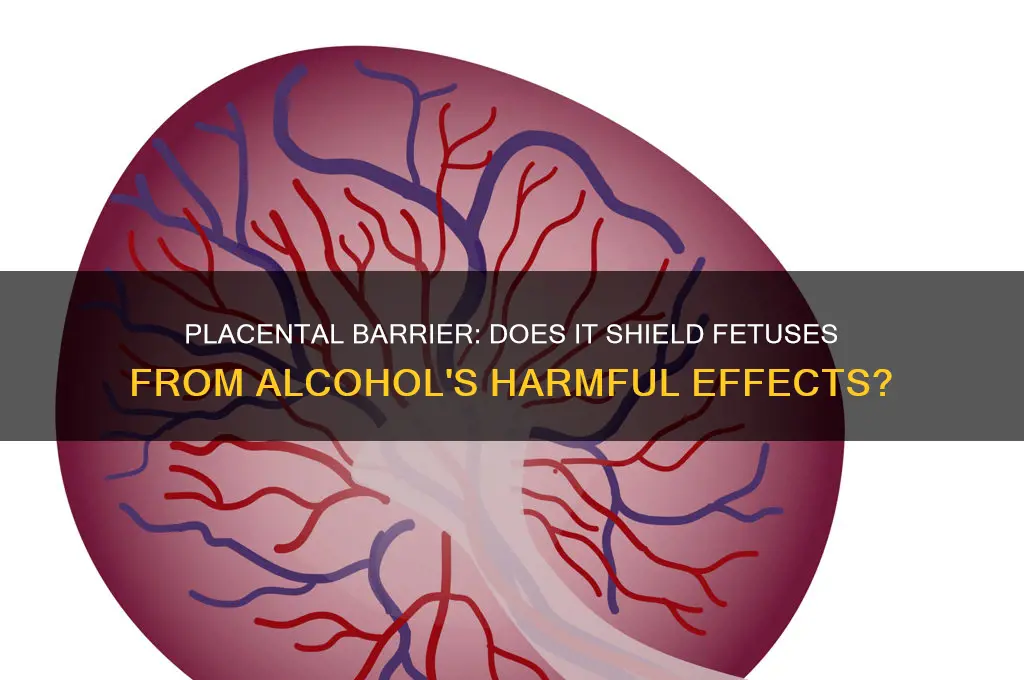 Placental Barrier: Does It Shield Fetuses From Alcohol's Harmful ...