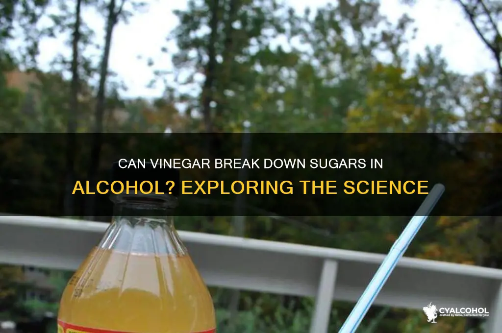 Can Vinegar Break Down Sugars In Alcohol? Exploring The Science | CyAlcohol